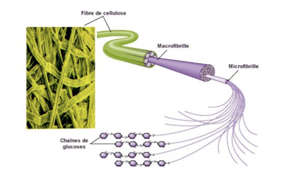 Classification et structure simplifiée des glucides [Module 1. Chapitre ...