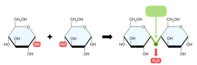 Classification et structure simplifiée des glucides [Module 1. Chapitre ...