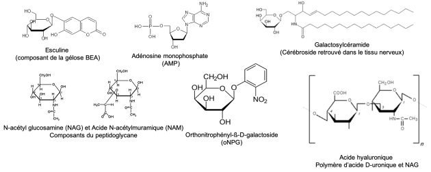 Classification et structure simplifiée des glucides [Module 1. Chapitre ...