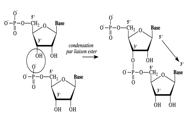 La structure de l'ADN [M5. C1. Rappels de la structure et des ...
