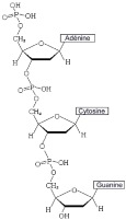La structure de l'ADN [M5. C1. Rappels de la structure et des ...