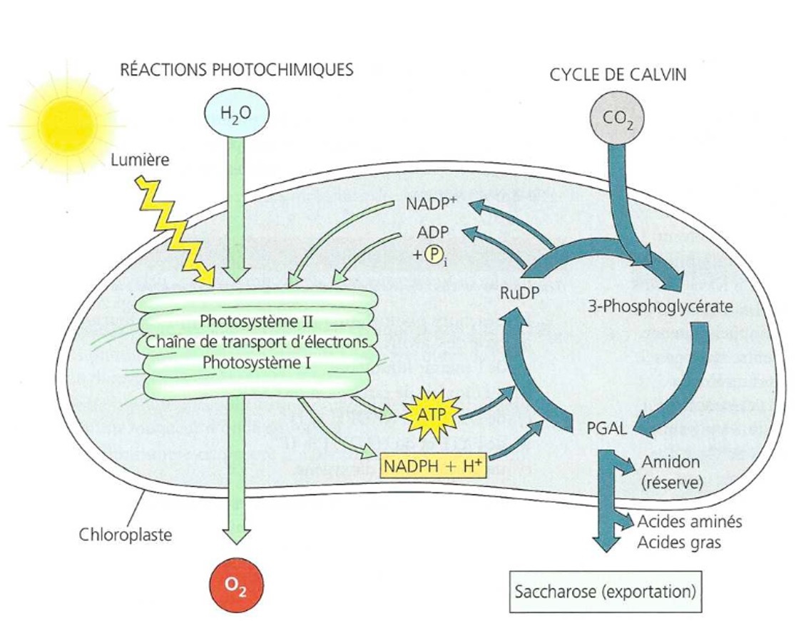 Vidéo de présentation de la photosynthèse [Partie S1_C4_Qu'est-ce que ...