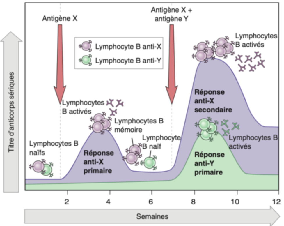Comment fonctionne la mémoire immunitaire